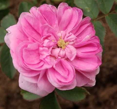 The Victor Hugo Garden - Roses V (Duchess d'Abrantes, Lamartine) - The ...