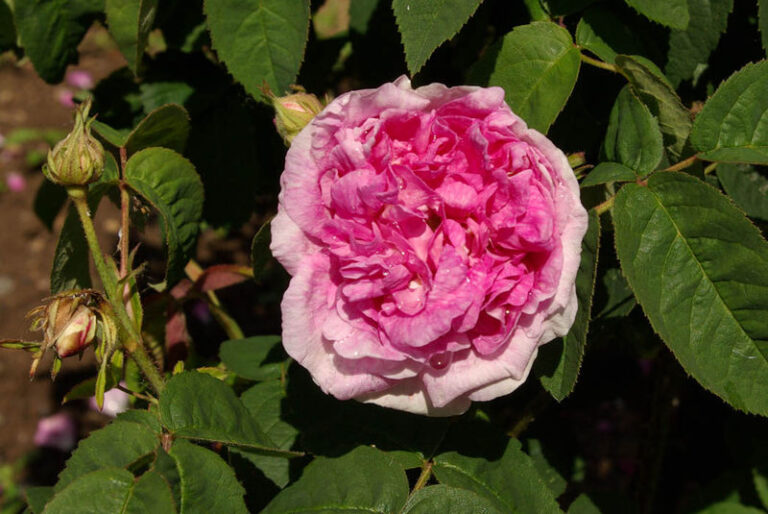The Victor Hugo Garden - Roses III (Adele) - The Victor Hugo in Guernsey Society
