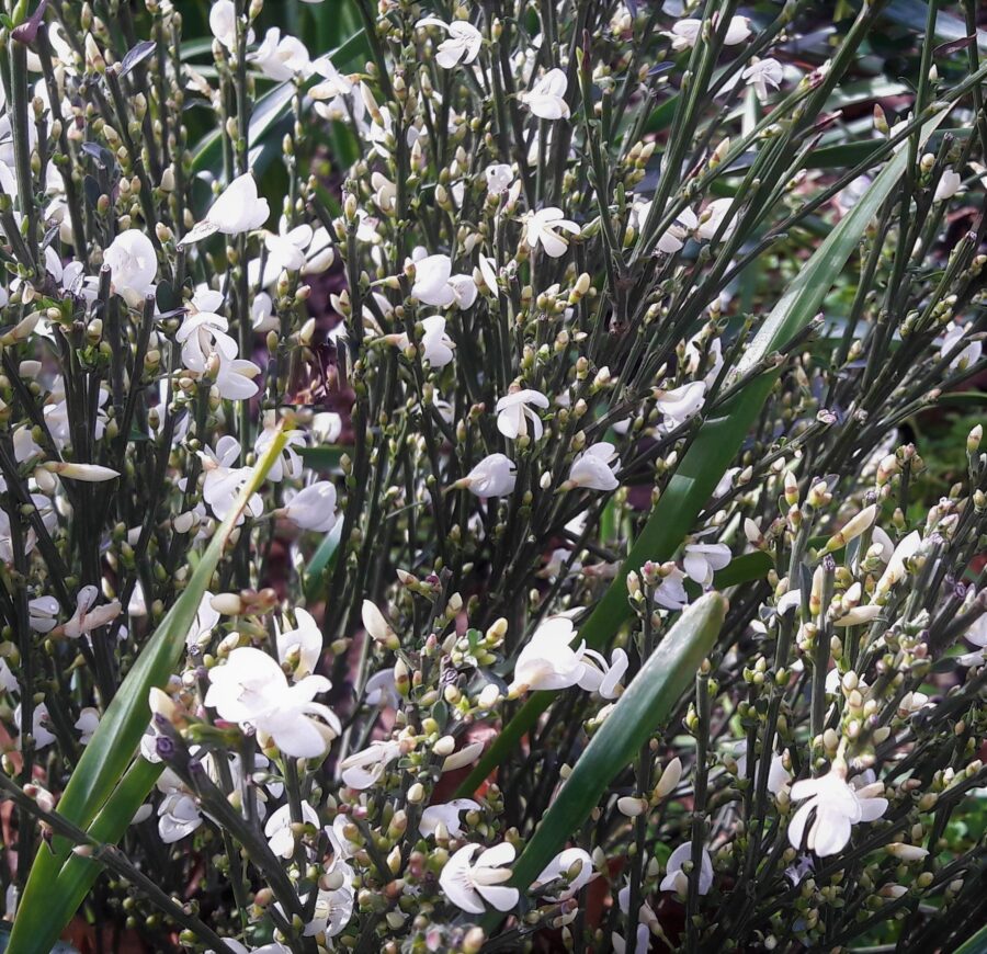 The Victor Hugo Garden - Shrubs and trees (Myrtle, Cytisus ...