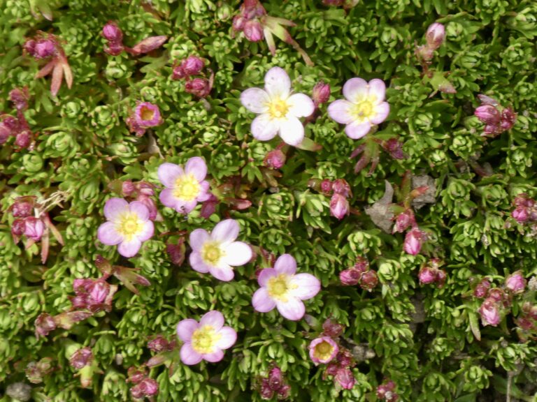 The Victor Hugo Garden - Saxifrage - The Victor Hugo in Guernsey Society